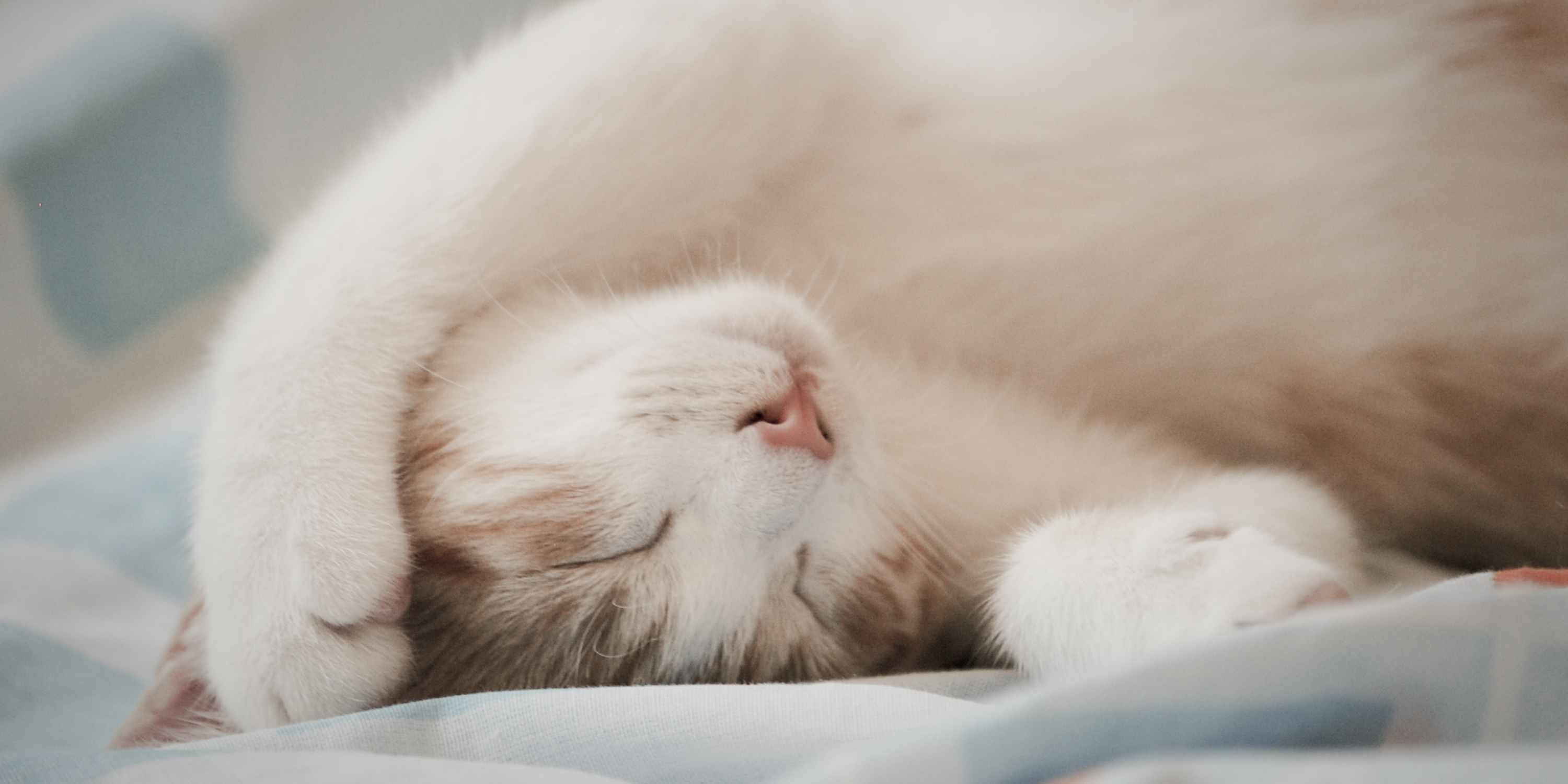 Cat Health Questions Cat Advice cat-health-questions-cat-advice