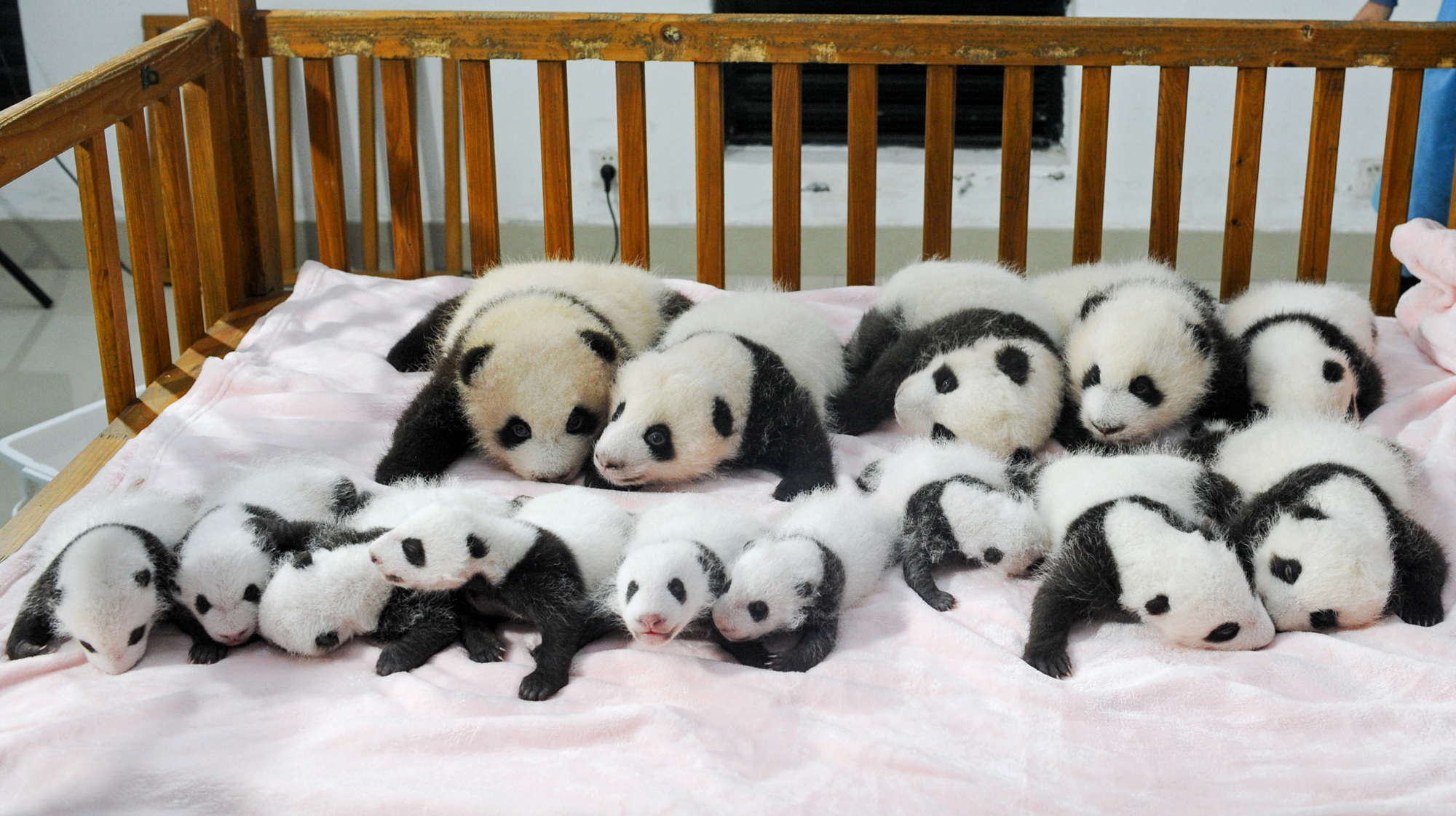 Cute Baby Panda Photos - Chengdu Panda Research Base