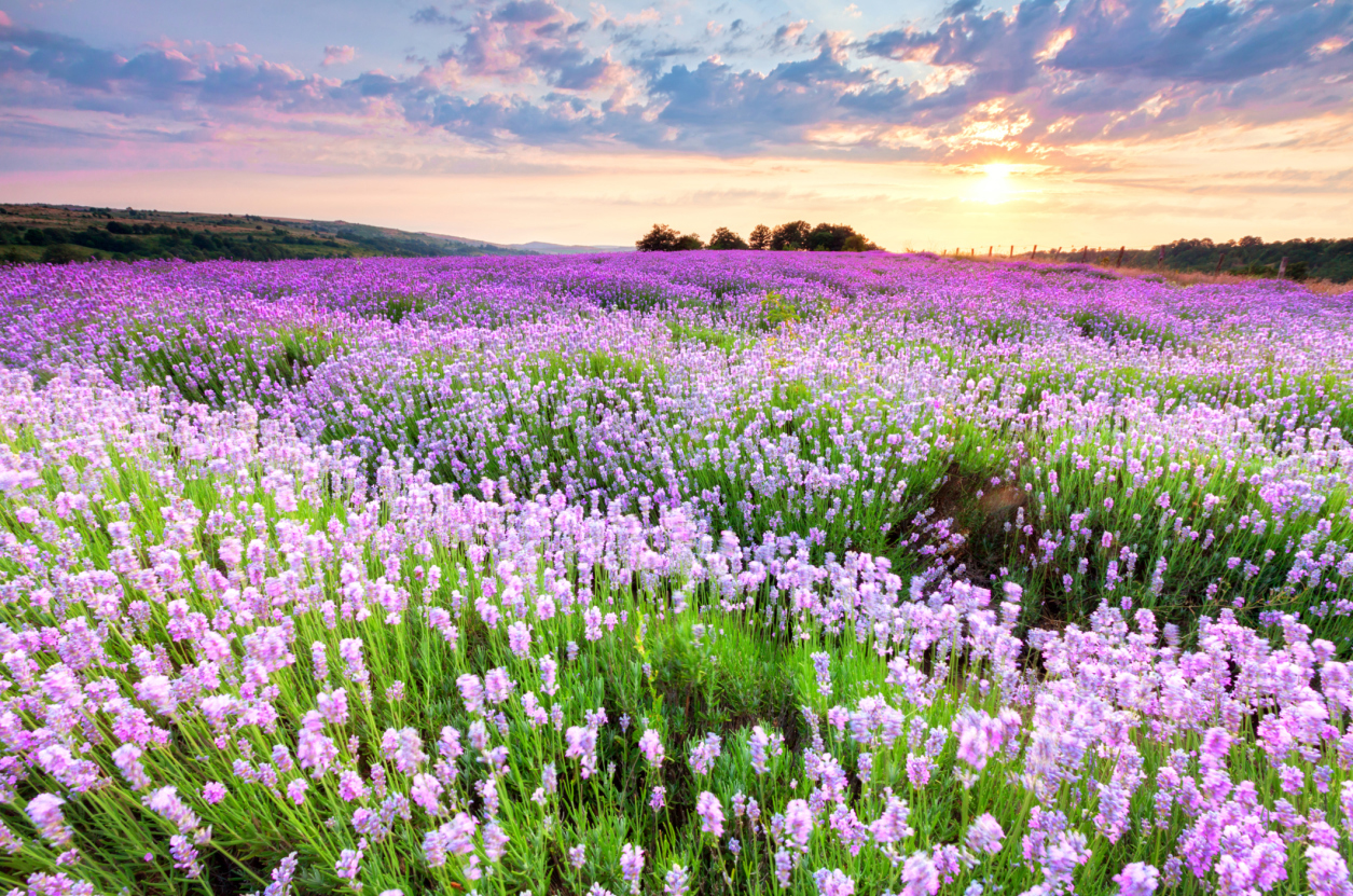 Lavender Facts - What to Know About Lavender