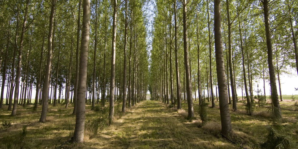Cemeteries May Look Like Forests One Day -Organic Burial Pods Let ...