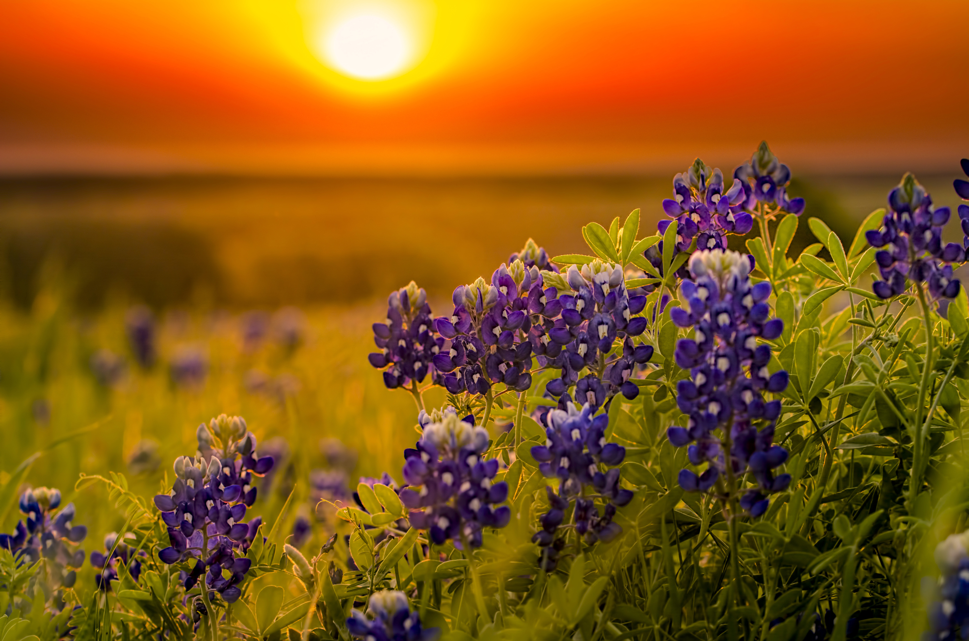 Texas Bluebonnets - Bluebonnets Fun Facts And Trivia