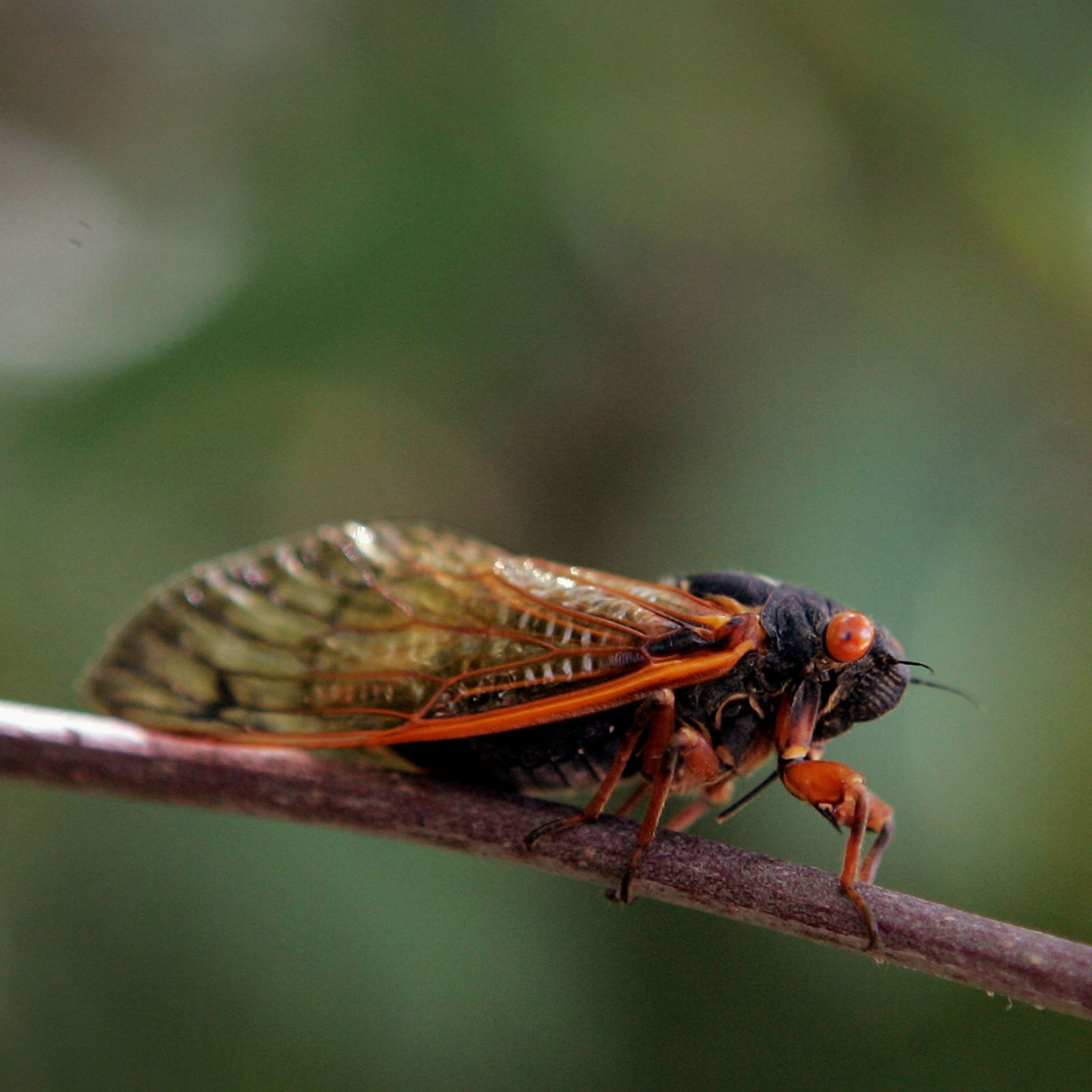 Nh Photography The 17year Cicadas Have Emerged In Ohio I Didn't Know