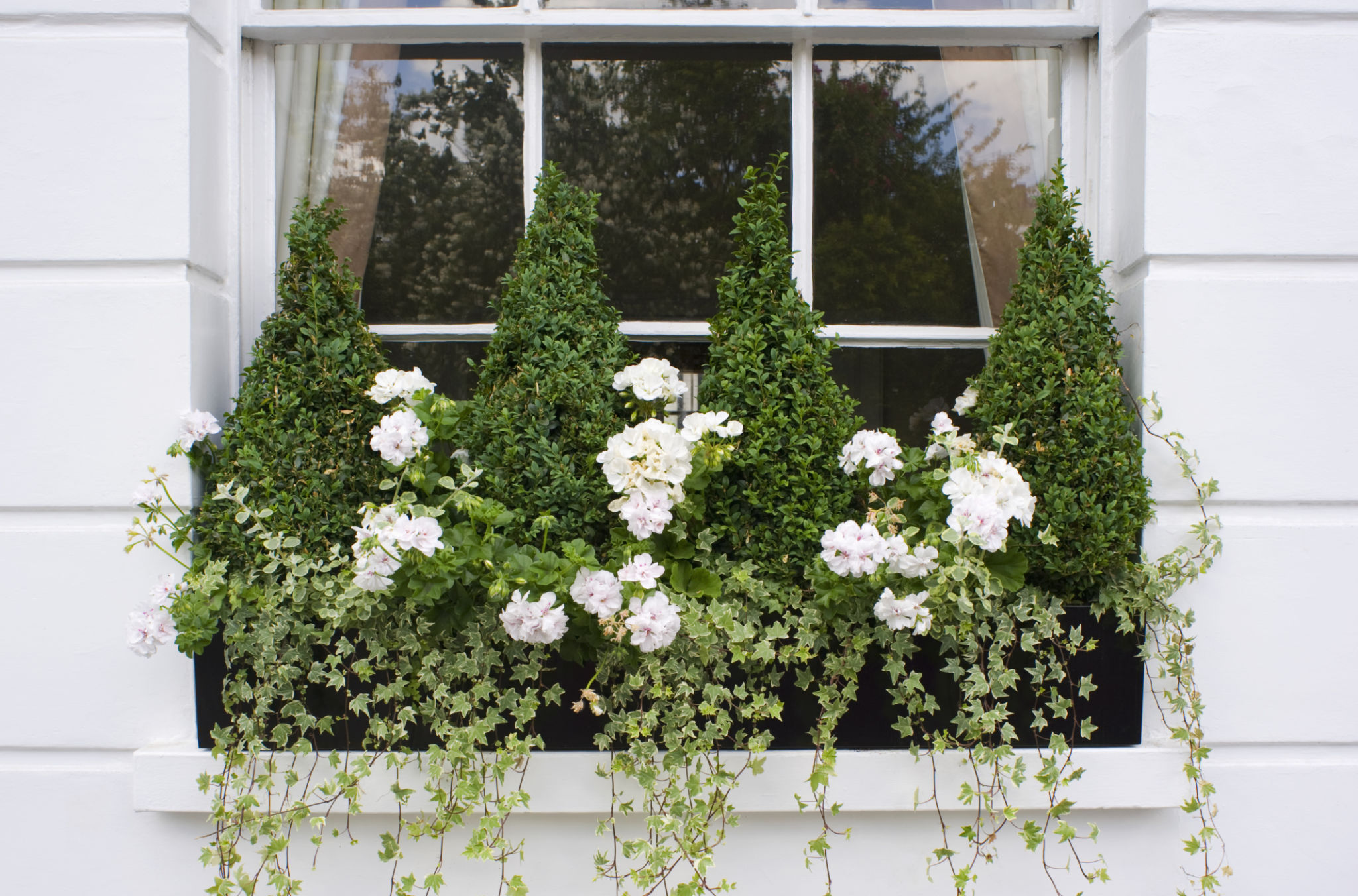 Window Box Trailing Ivy Plants Flowering Window Box Ideas That Work