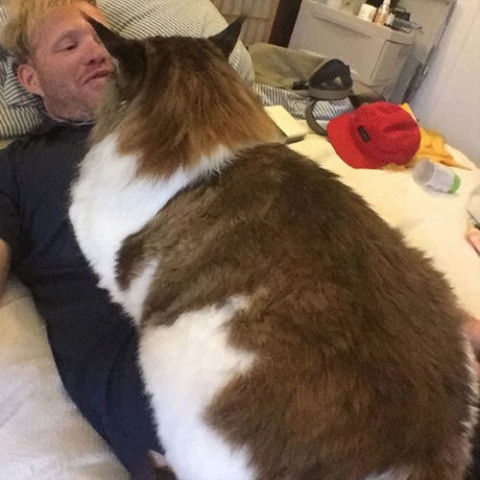 Fattest Cat 28 Pound Cat Up For Adoption At RACC