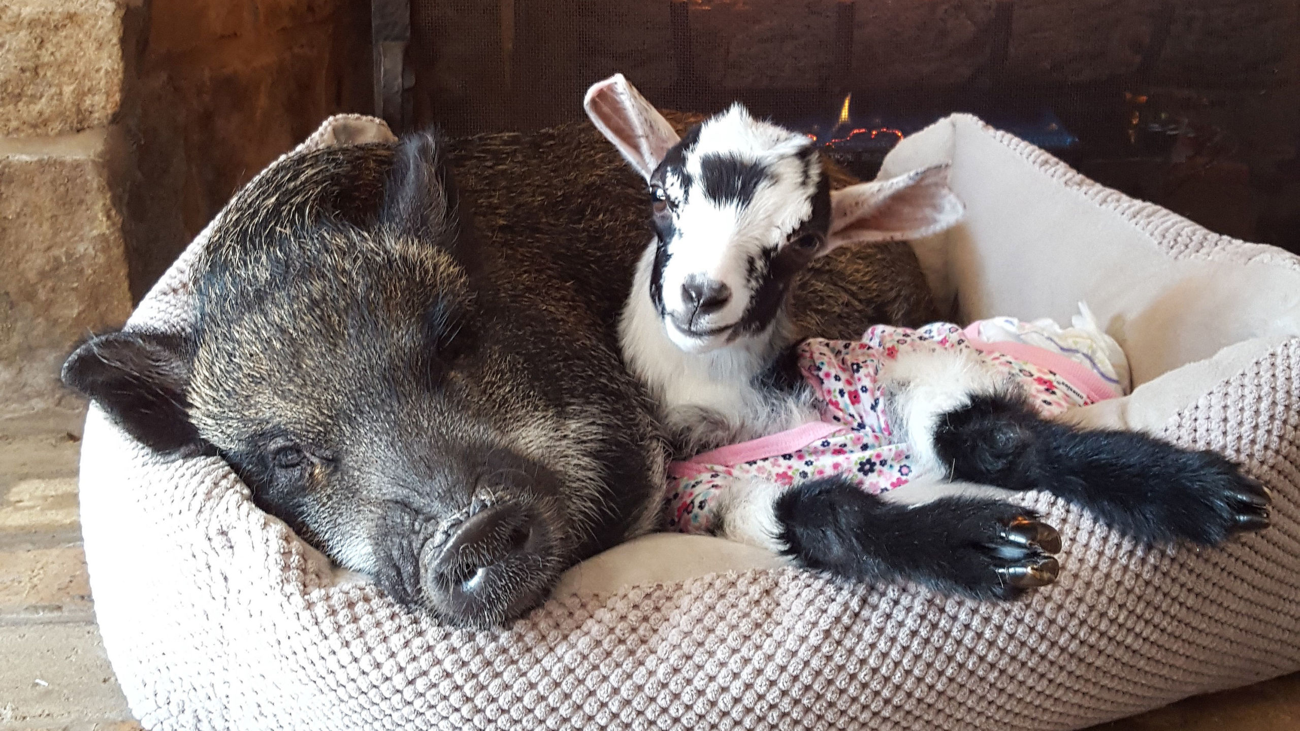 Goat Sleeping In Snow
