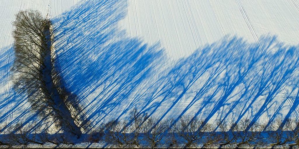 The Baffling Reason Why These Trees Have Blue Shadows