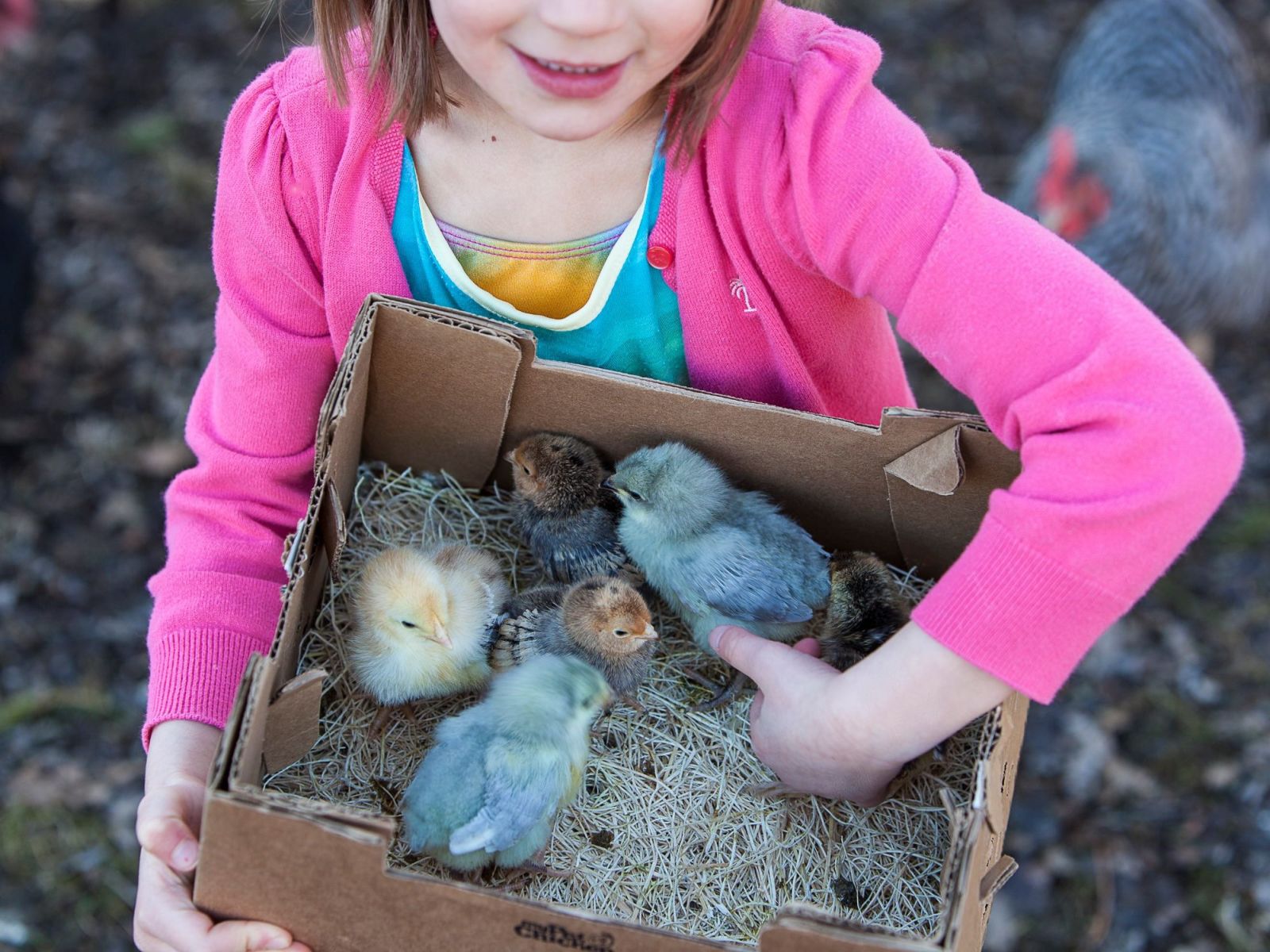 What Do Chicks Eat