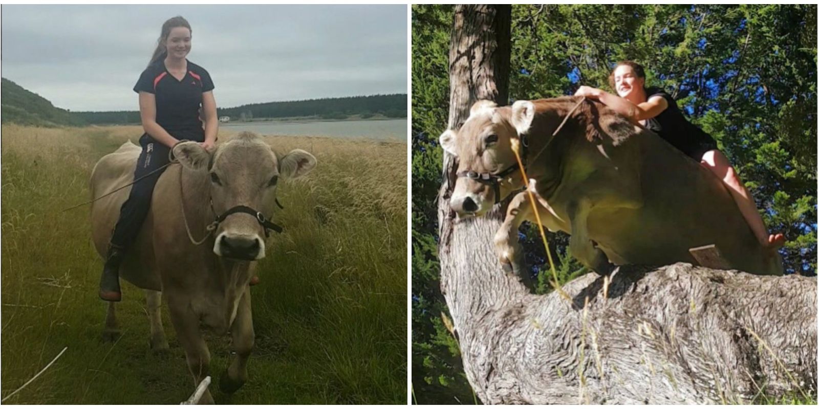 This New Zealand Teen Learned To Ride Her Cow Like A Horse - Viral ...