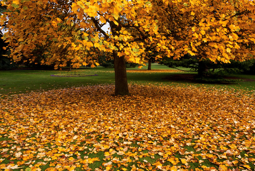 Maintain Your Garden This Fall: TIPS